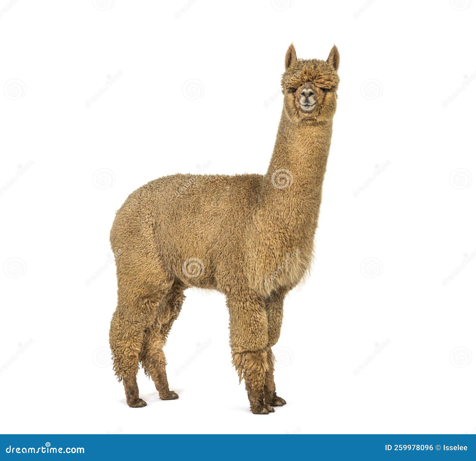 Side View of a Medium Fawn Alpaca Looking at the Camera - Lama P Stock ...