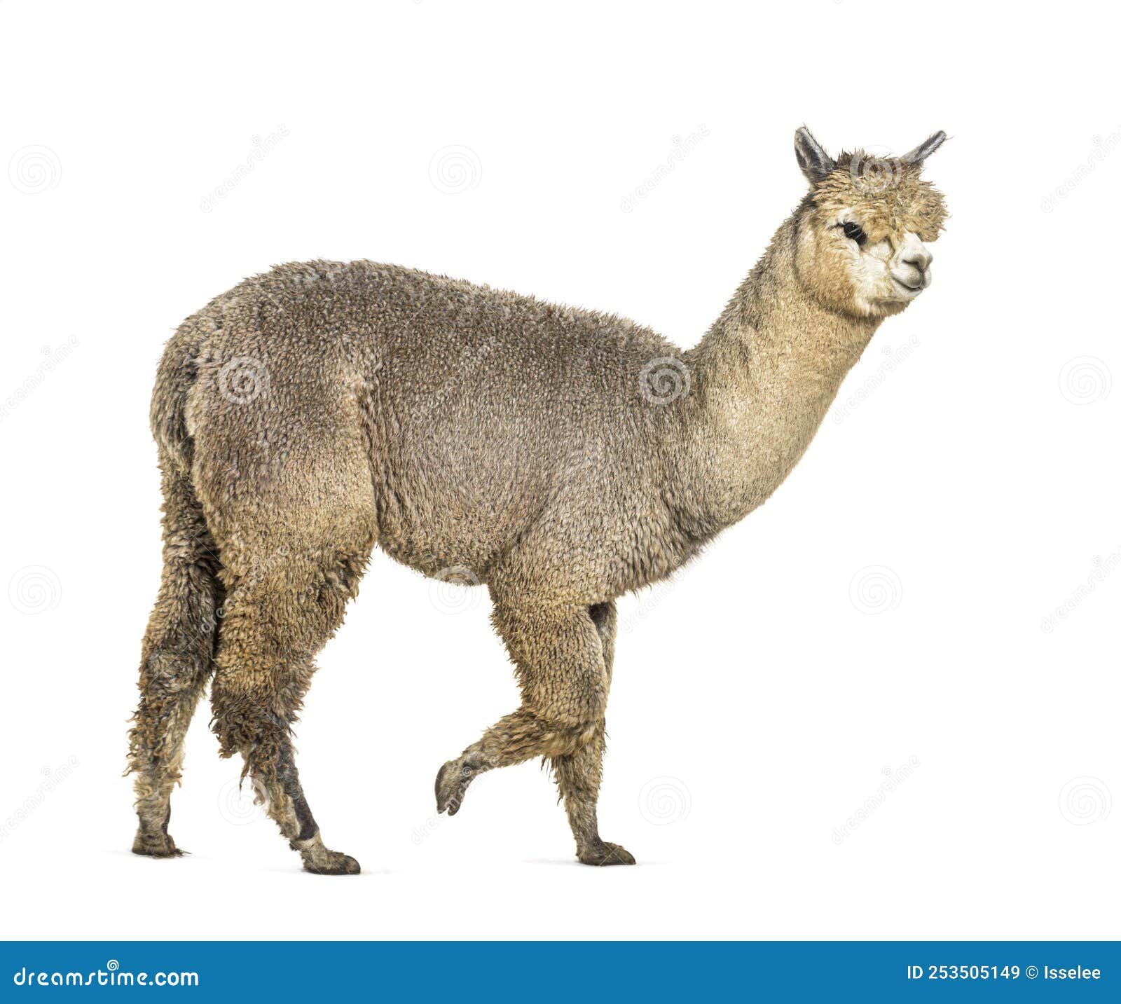 Side View of a Medium Silver Grey Alpaca Walking - Lama Pacos Stock ...