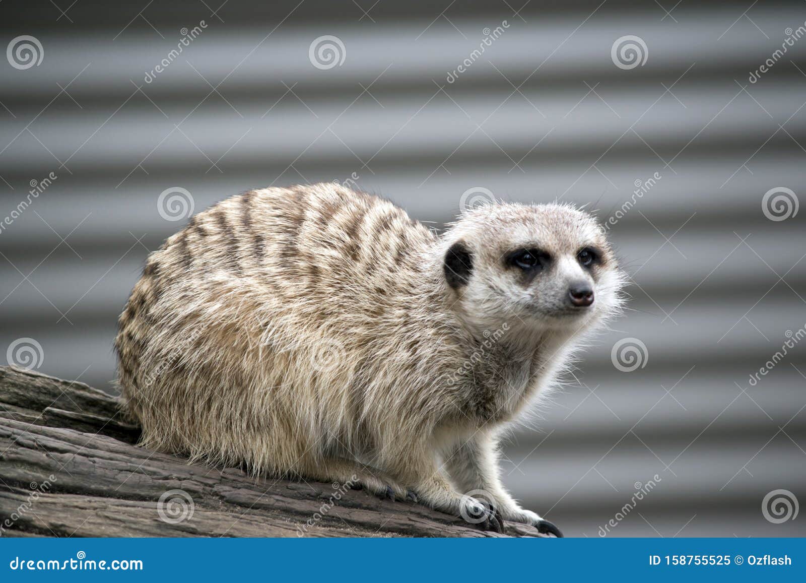 This is a Side View of a Meerkat Stock Image - Image of nursing ...