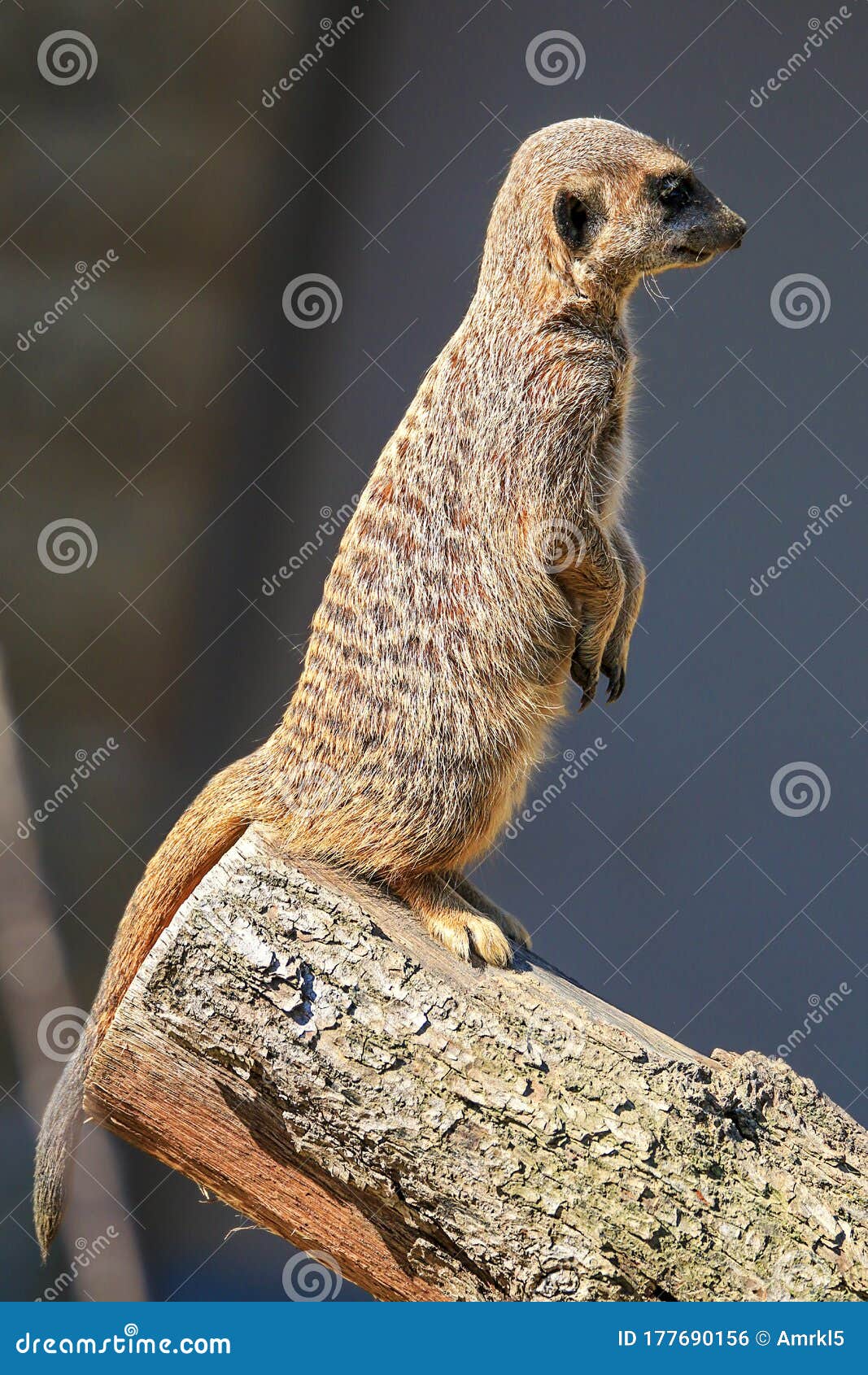 Side View of a Meerkat, Suricata Suricatta, Looking for Enemies Stock ...