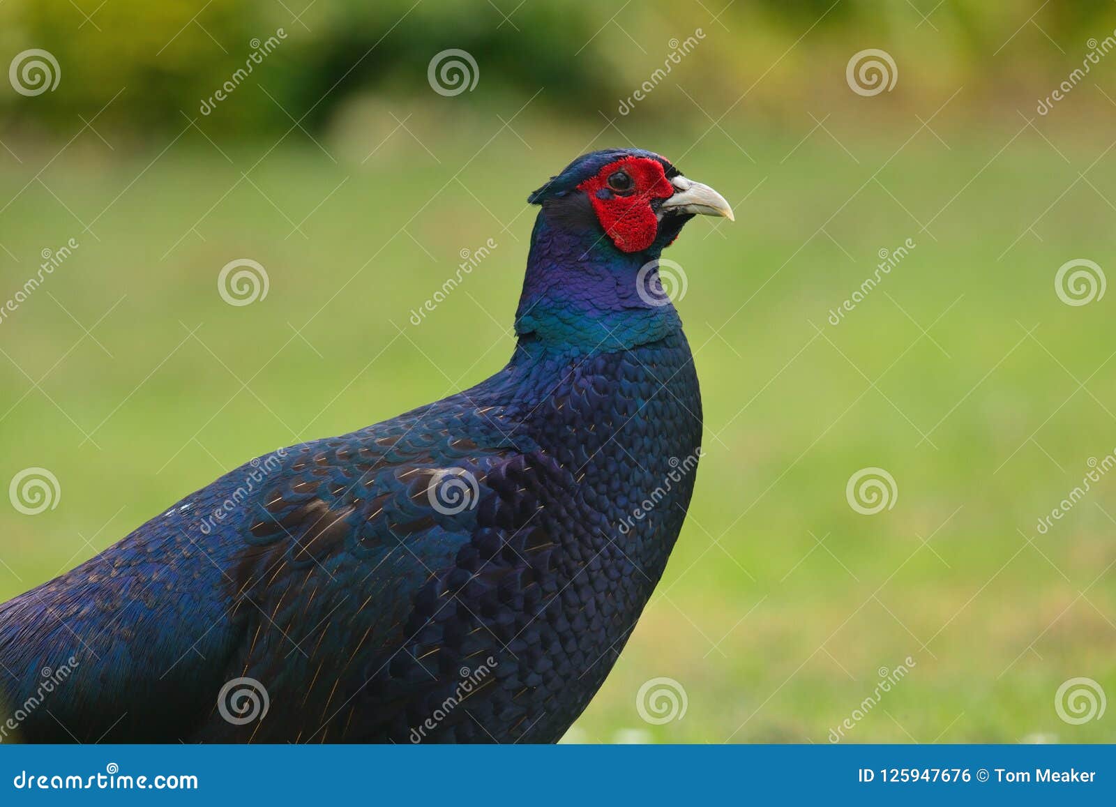 Melanistic mutant pheasant stock photo. Image of game - 125947676