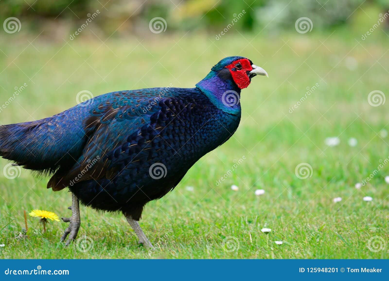 Melanistic mutant pheasant stock image. Image of game - 125948201