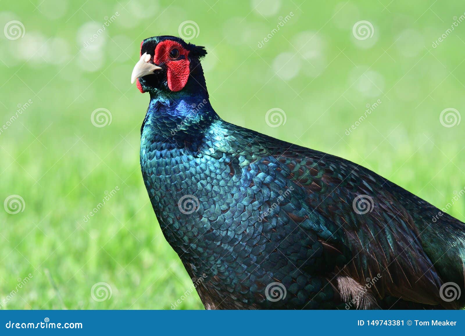 Melanistic pheasant stock image. Image of colour, colourful - 149743381