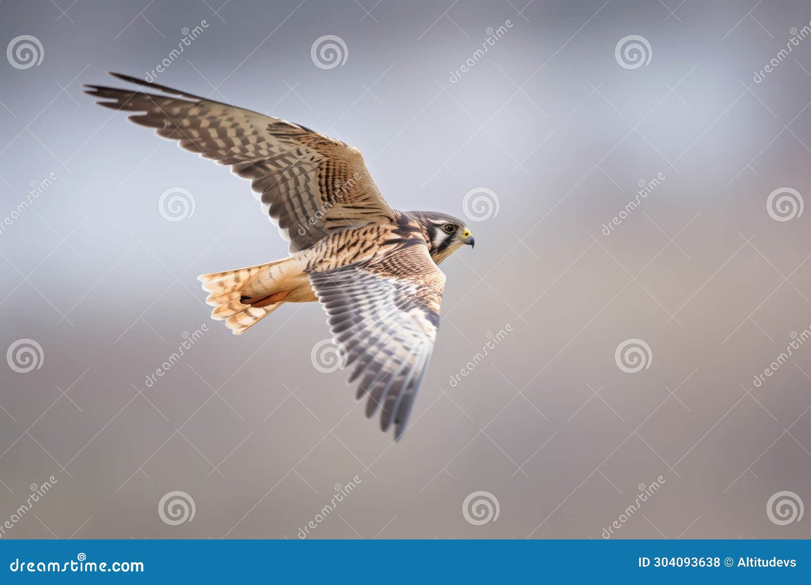 Side View of a Merlin Accelerating in Flight Stock Photo - Image of ...