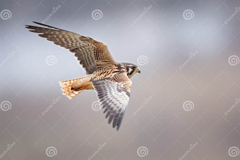 Side View of a Merlin Accelerating in Flight Stock Photo - Image of ...