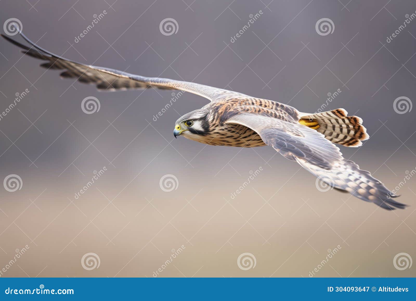 Side View of a Merlin Accelerating in Flight Stock Image - Image of ...