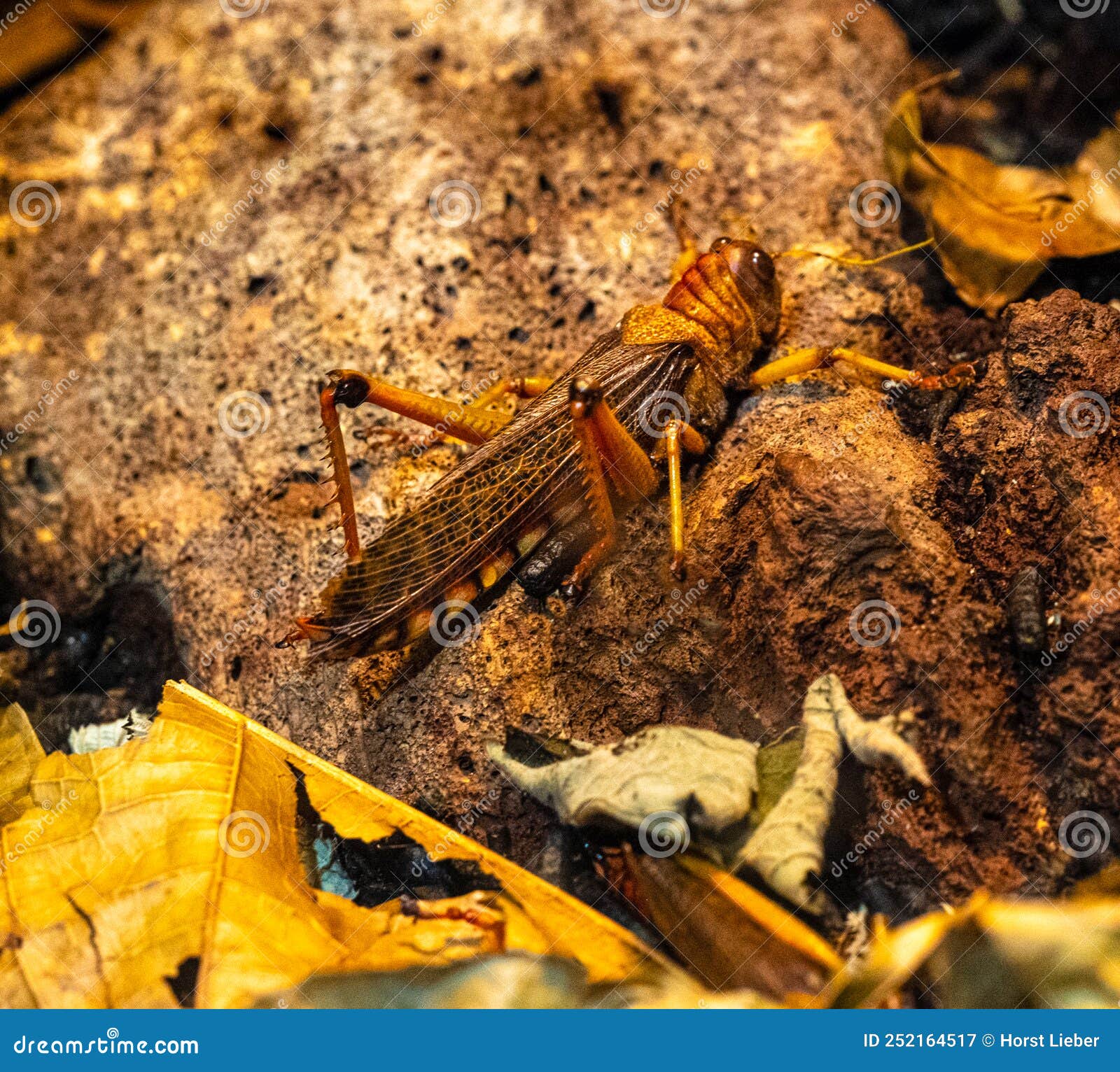 Side View of Migratory Locust in Wilderness. Wilhelma, Struttgart Stock ...