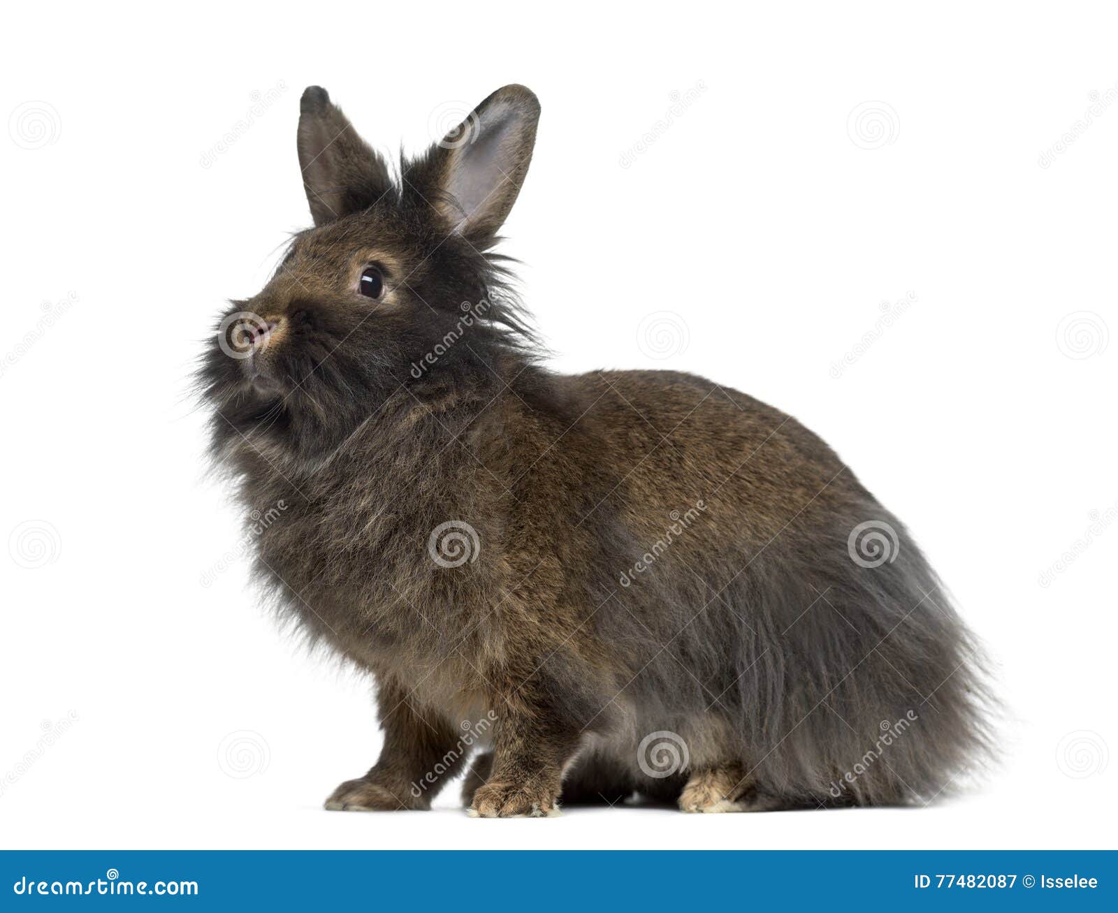 Side View of Mini Lop Rabbit Stock Image - Image of domestic, animal ...