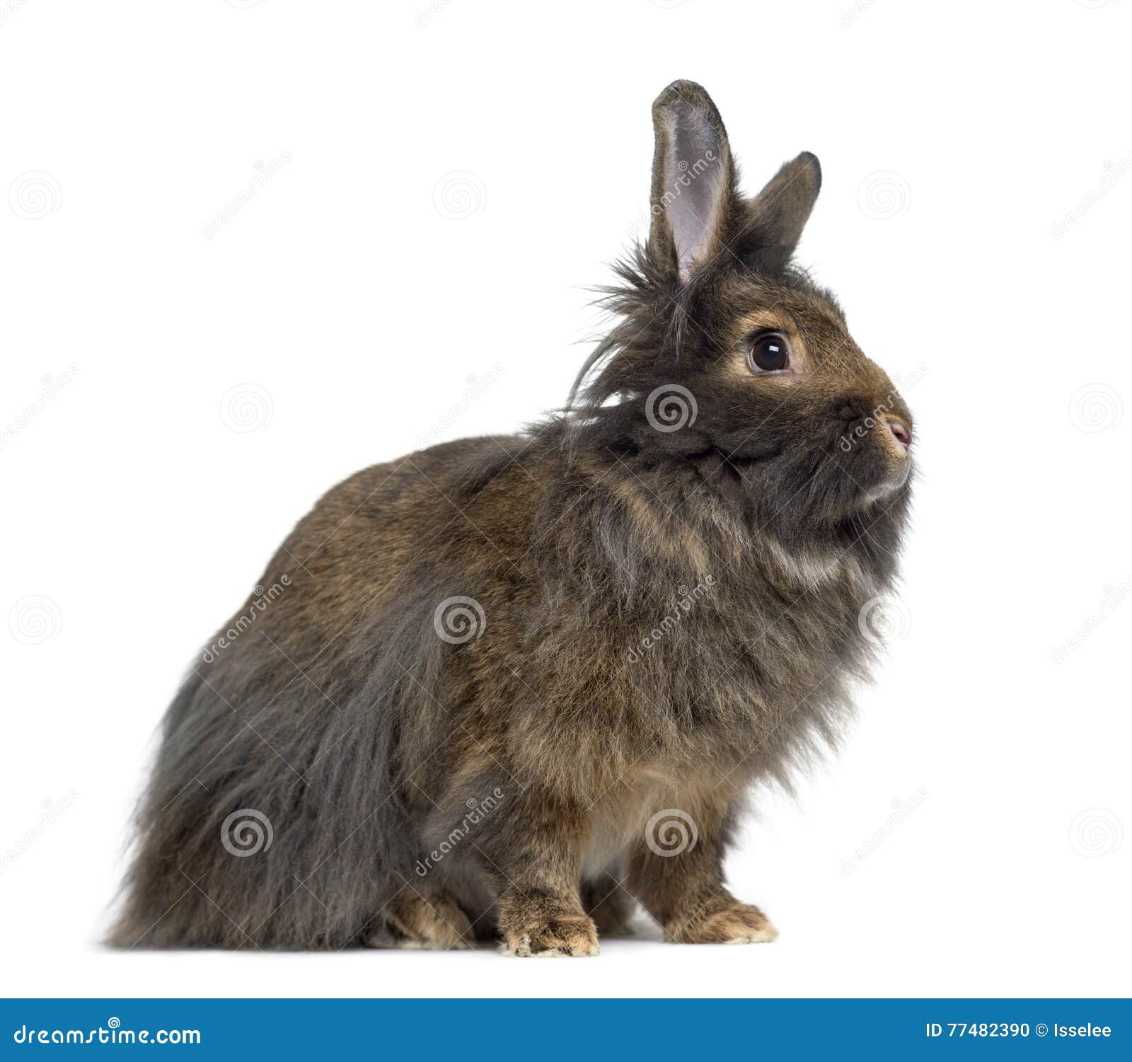 Side View of Mini Lop Rabbit Stock Photo - Image of isolated, domestic ...