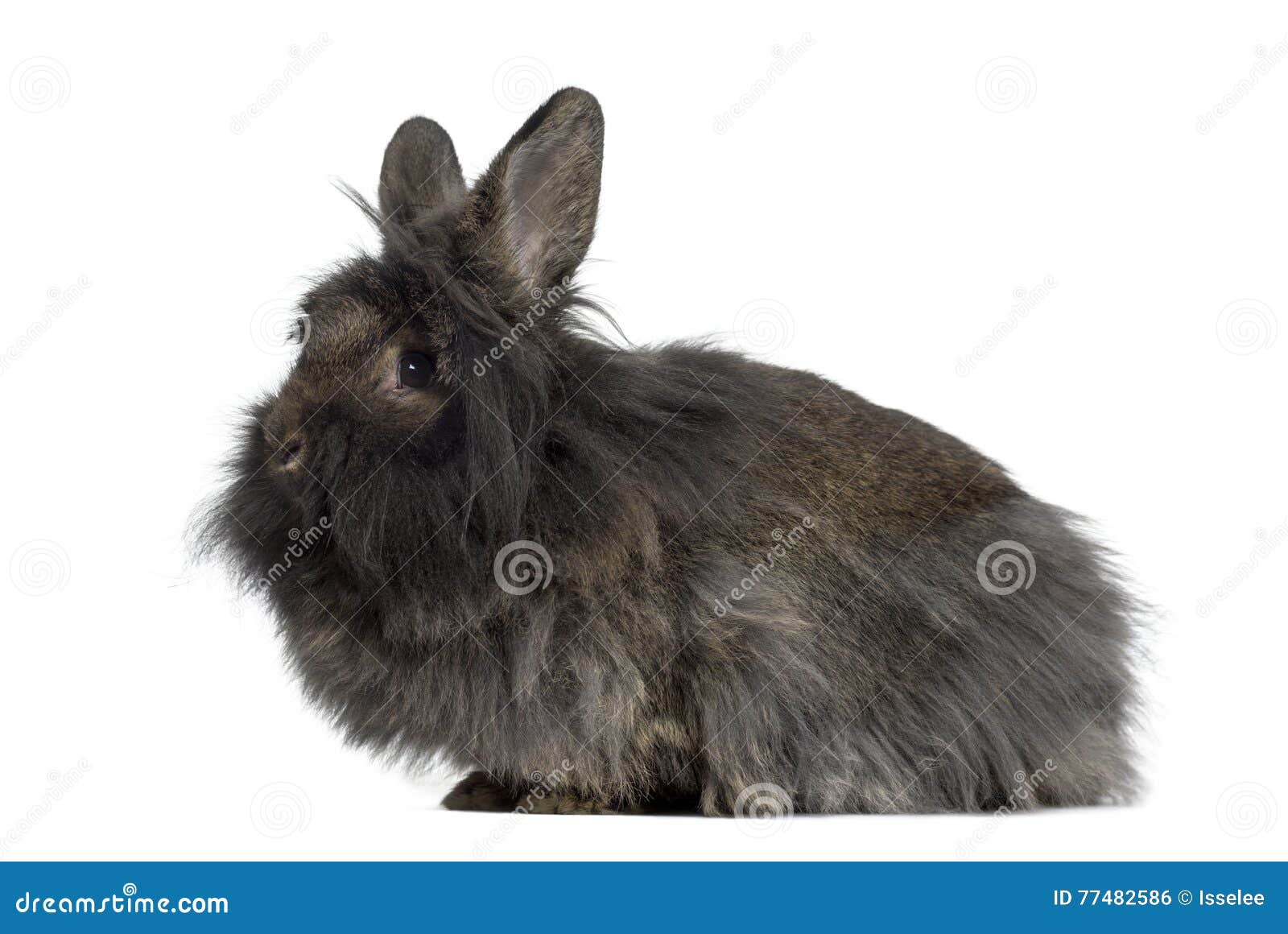 Side view Mini Lop Rabbit stock photo. Image of animal - 77482586