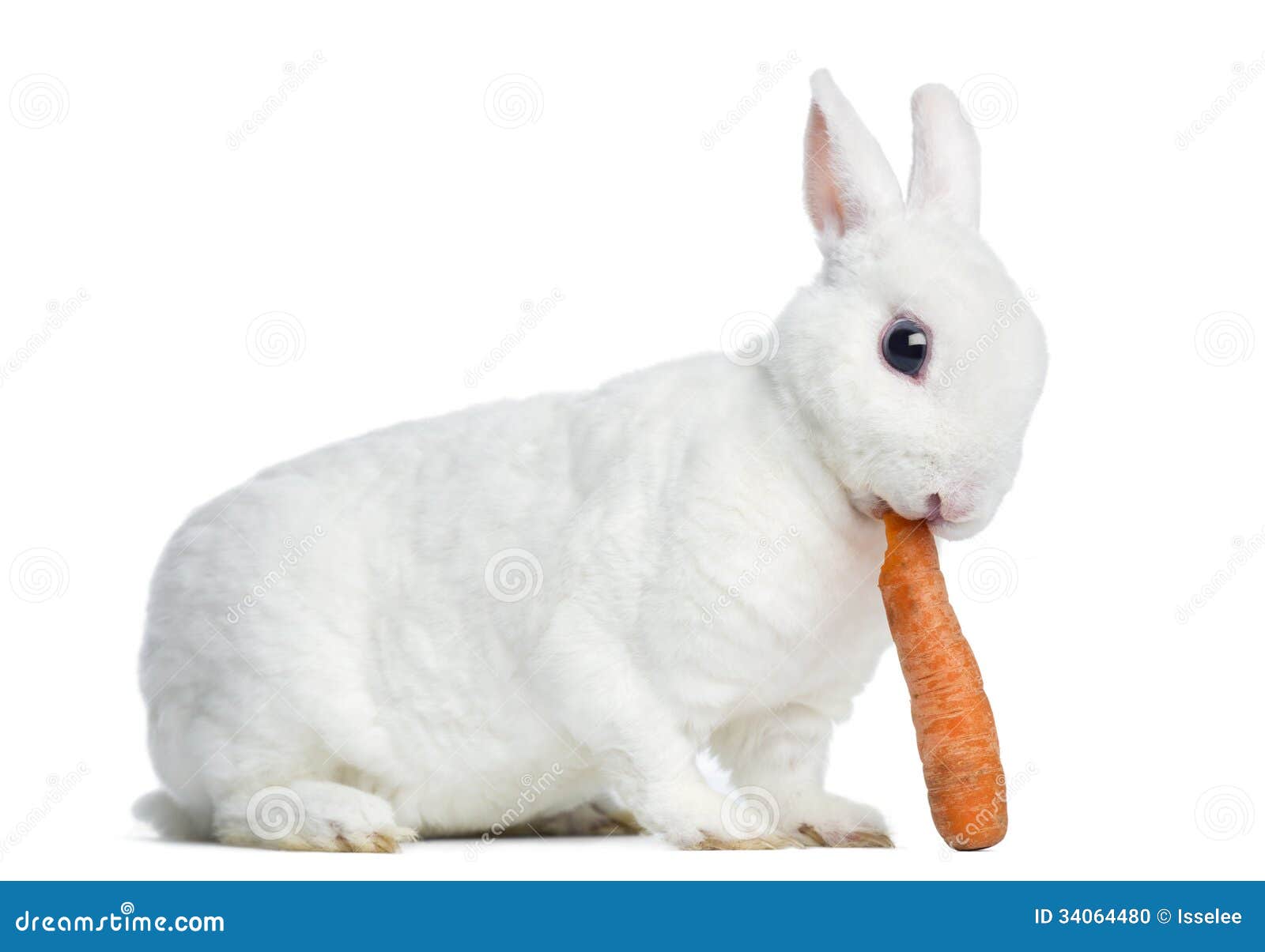 Side View of a Mini Rex Rabbit Eating a Carrot, Isolated Stock Photo ...