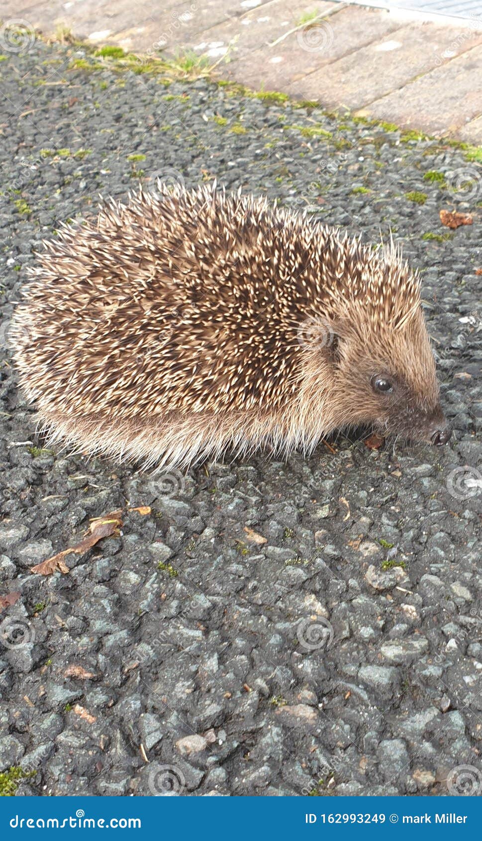 Side view of mr hedgehog stock image. Image of side - 162993249