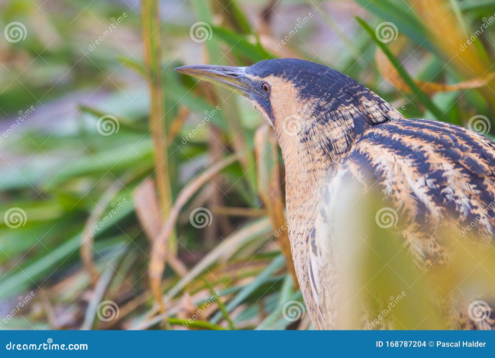 Side View Great Eurasian Bittern Botaurus Stellaris Hidden in Reed ...
