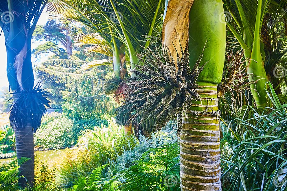 Side View of Nikau Tree Where Tree Trunk Splits Off into Branches and ...