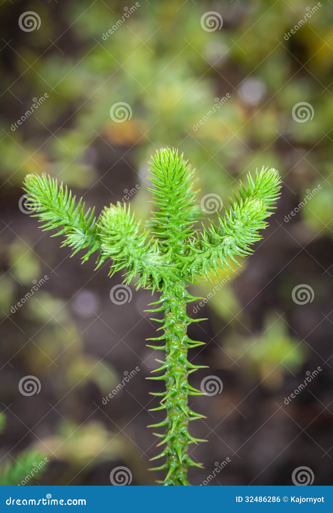 Side View Nolfolk Island Pine Leaves Stock Photo - Image of focus ...