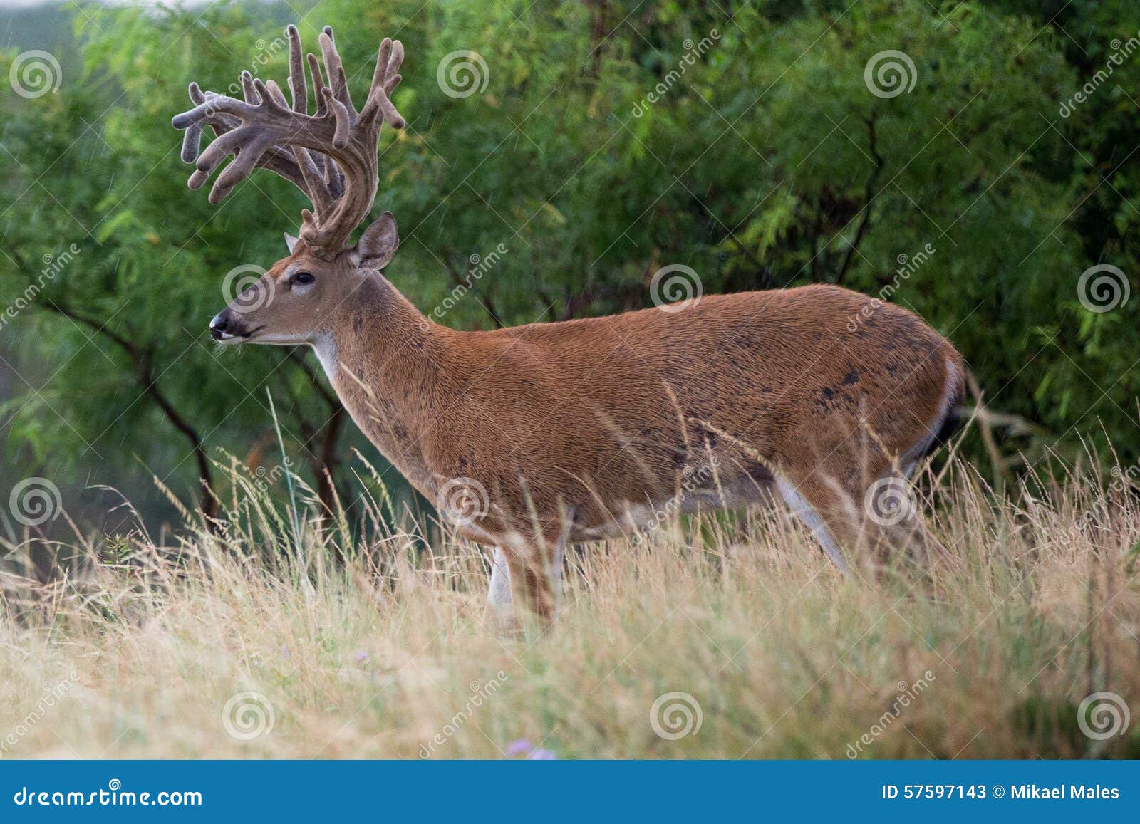 Side View of Non-typical Buck Stock Image - Image of nontypical, antler ...