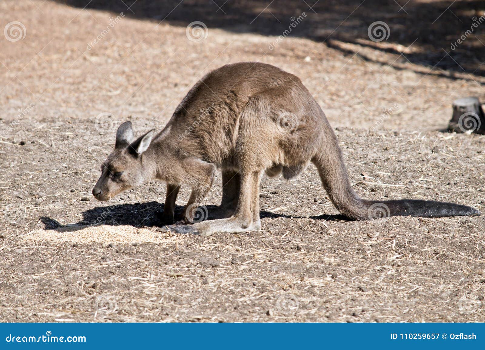 A Kangaroo-Island kangaroo stock image. Image of view - 110259657