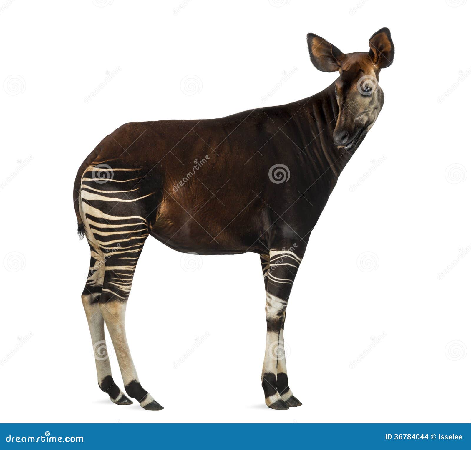 Side View of an Okapi Looking Back, Okapia Johnstoni, Isolated Stock ...
