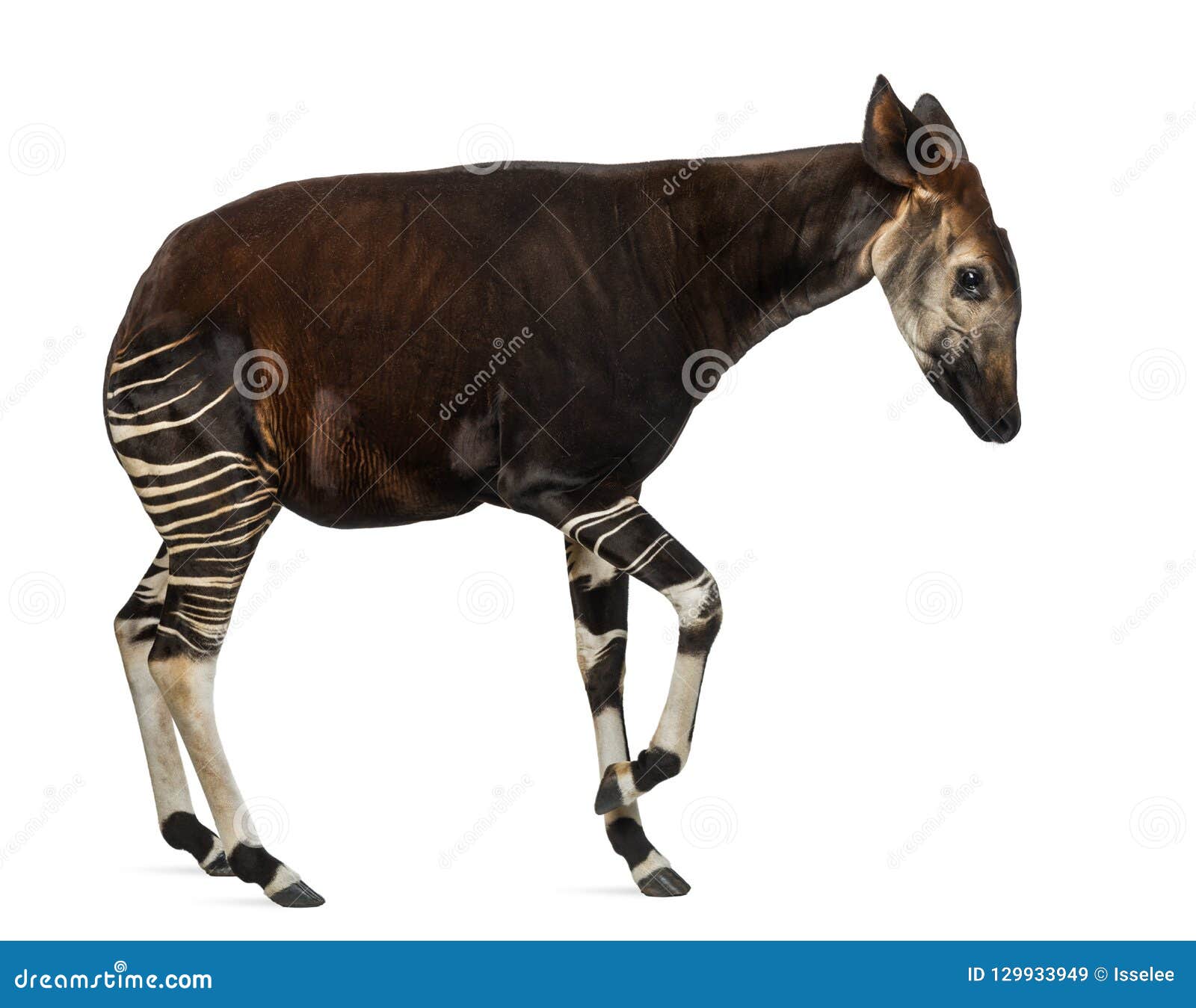 Side View of an Okapi Standing in a Funny Position Stock Image - Image ...