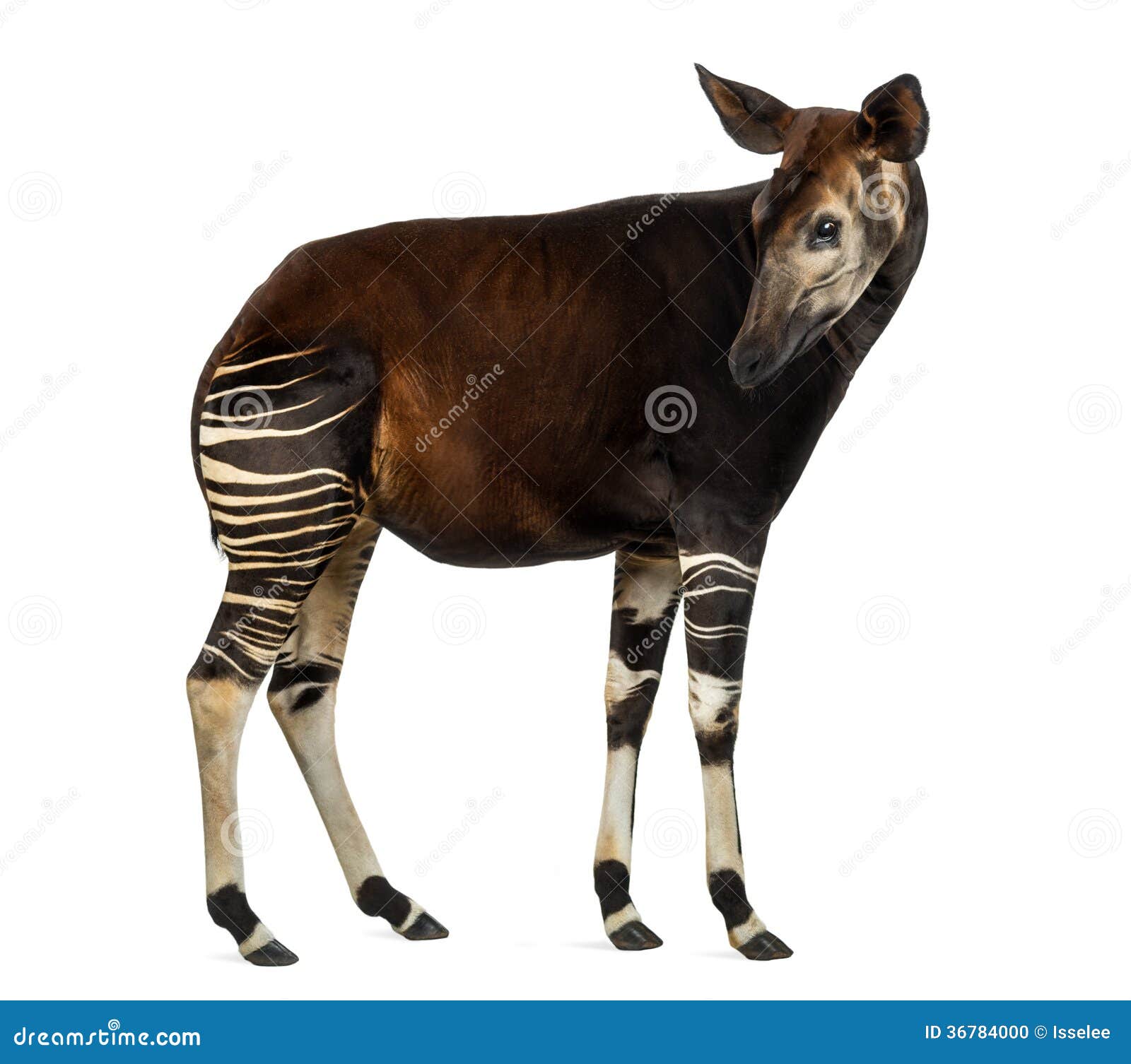 Side View of an Okapi Standing, Looking Back, Okapia Johnstoni Stock ...