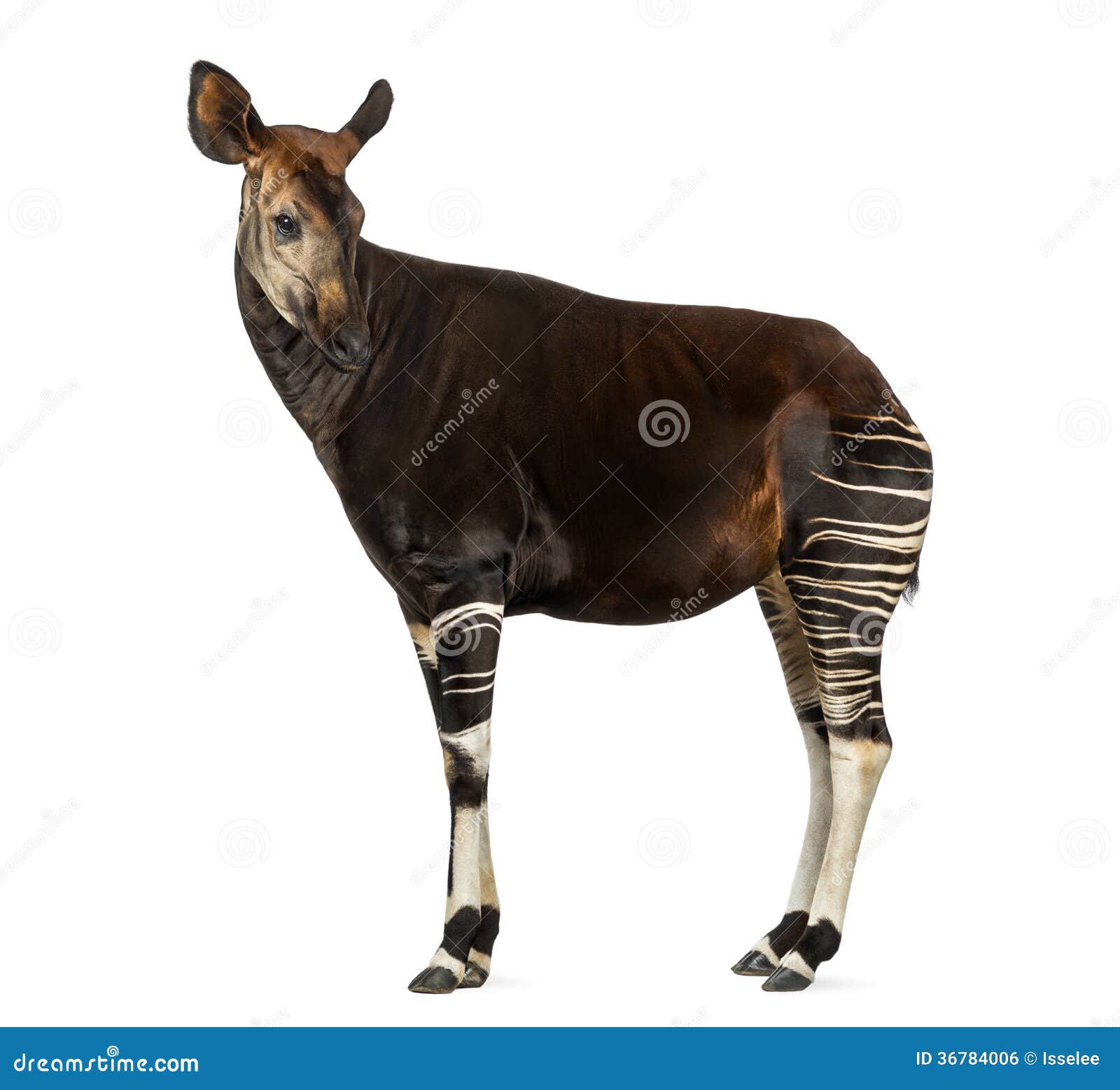Side View of an Okapi Standing, Looking Back, Okapia Johnstoni Stock ...