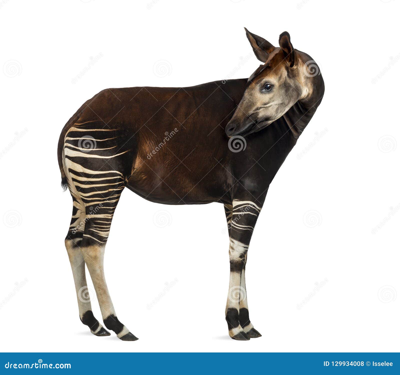 Side View of an Okapi Standing, Looking Back Stock Photo - Image of ...