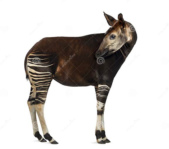 Side View of an Okapi Standing, Looking Back Stock Photo - Image of ...
