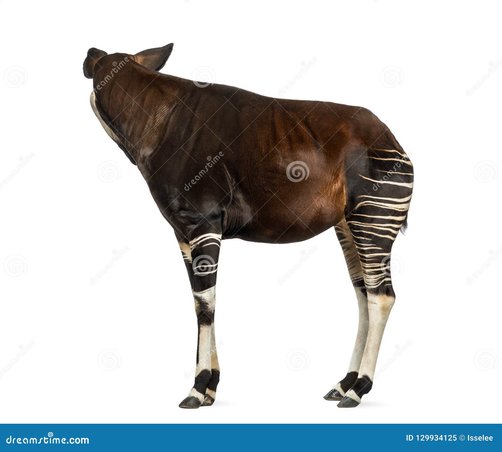 Side View of an Okapi Standing, Looking Back Stock Image - Image of ...