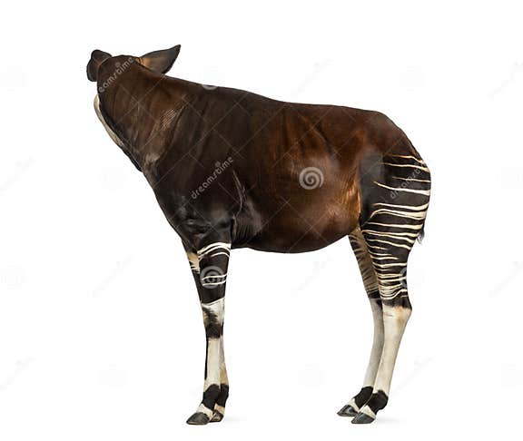 Side View of an Okapi Standing, Looking Back Stock Image - Image of ...