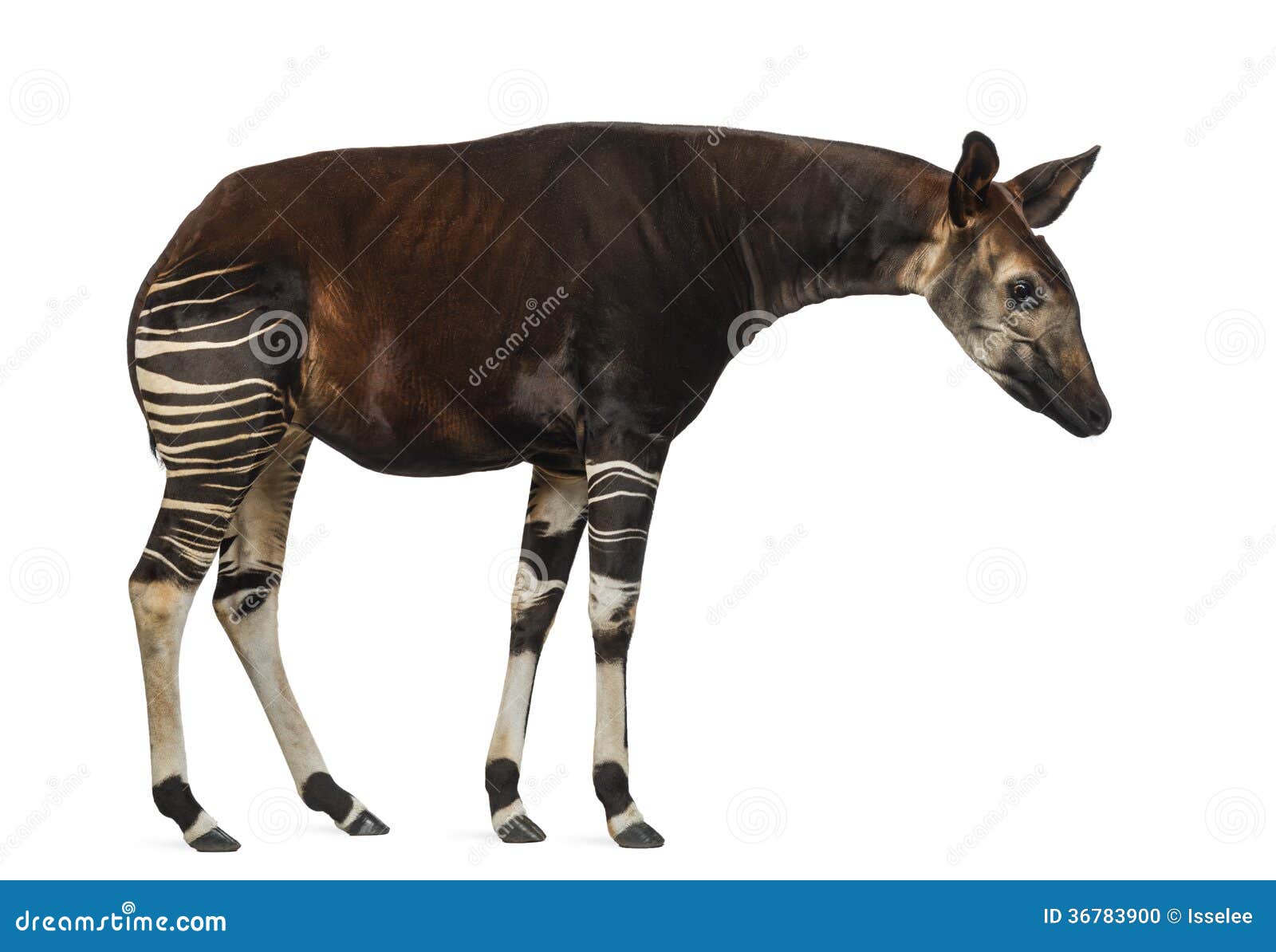 Side View of an Okapi Standing, Looking Down, Okapia Johnstoni Stock ...