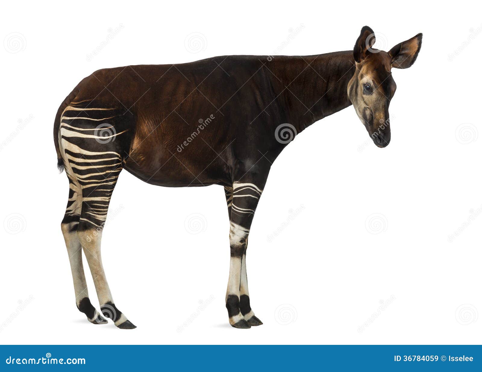 Side View of an Okapi Standing, Okapia Johnstoni, Isolated Stock Image ...