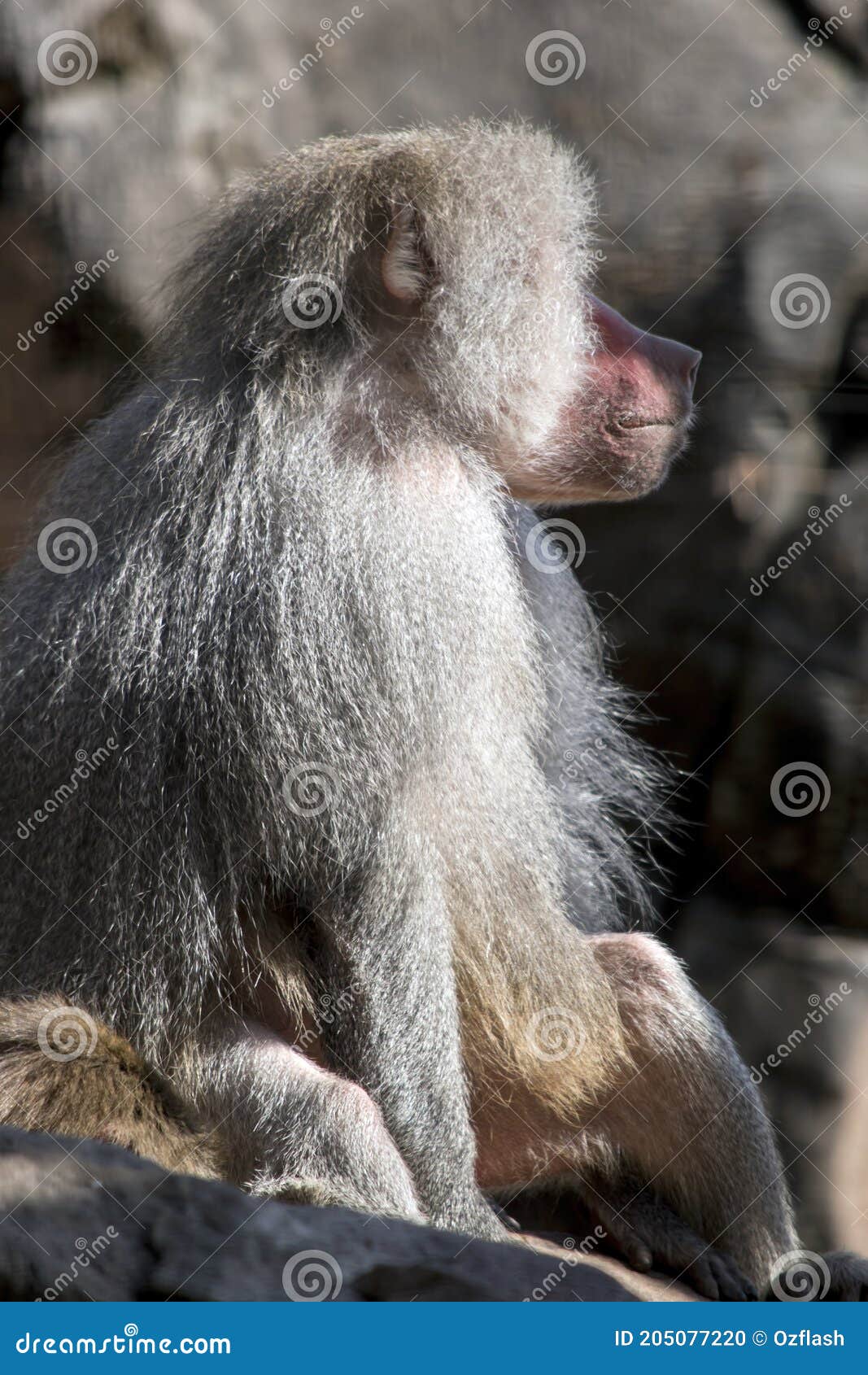 This is a Side View of an Old Baboon Stock Photo - Image of hair ...