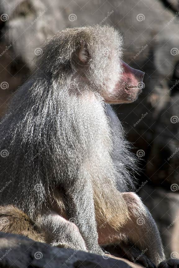 This is a Side View of an Old Baboon Stock Photo - Image of hair ...