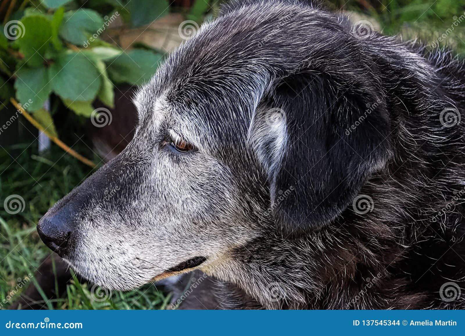 The Side View of a Old Black Labrador Retrievers Head Stock Photo ...