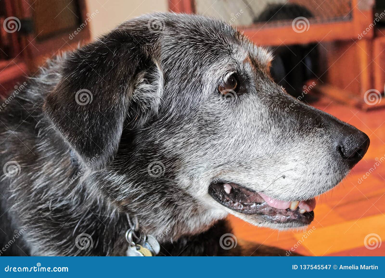 The Side View of a Old Black Labrador Retrievers Head Stock Image ...