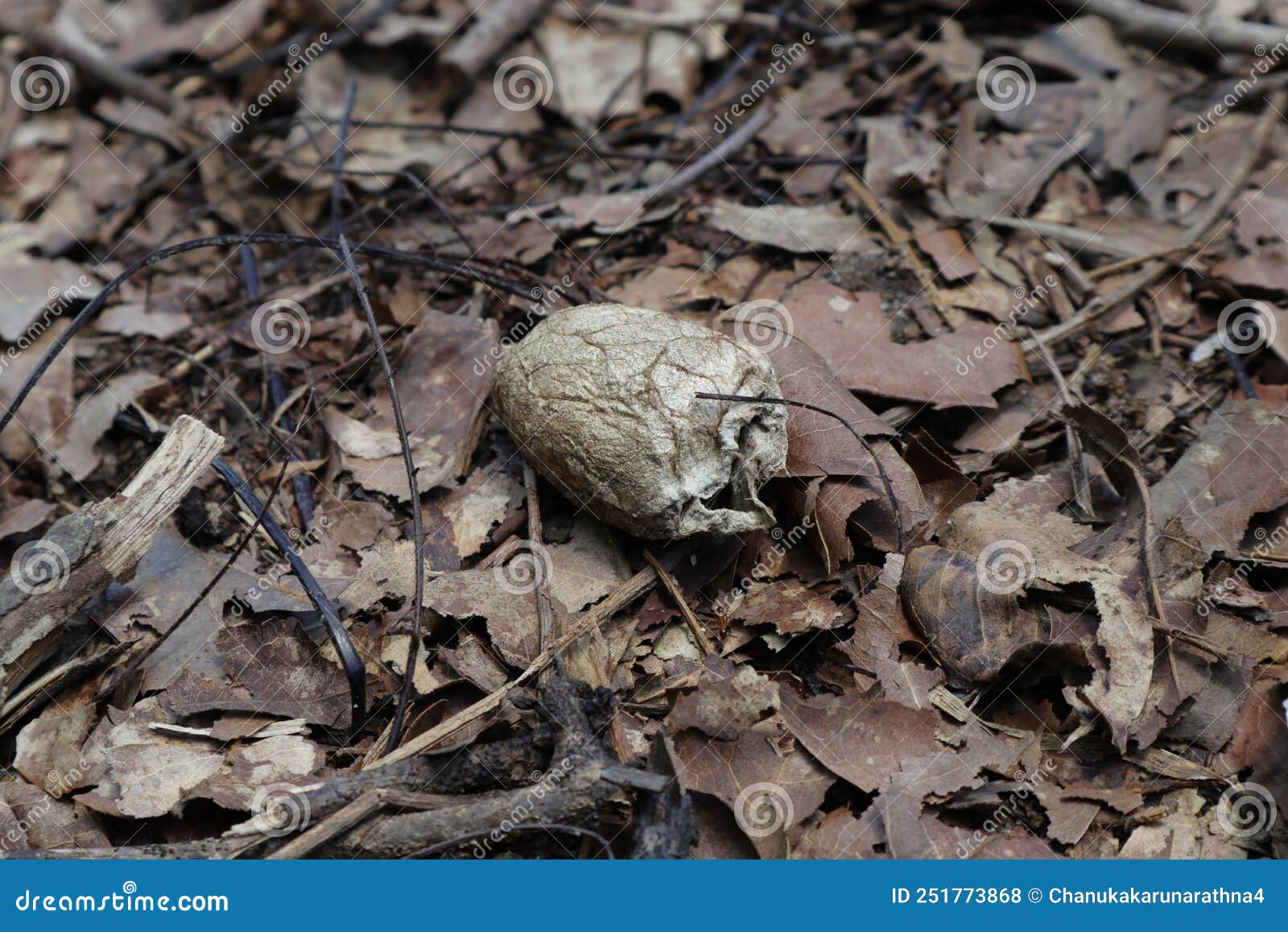 Cocoon Among Forest Branches Royalty-Free Stock Photography ...