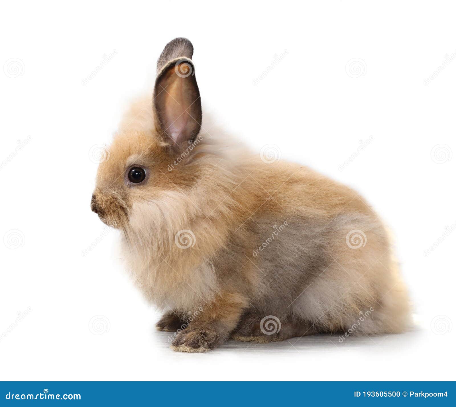 Side View One Baby Red or Brown Bunny Rabbit on Isolated and White ...