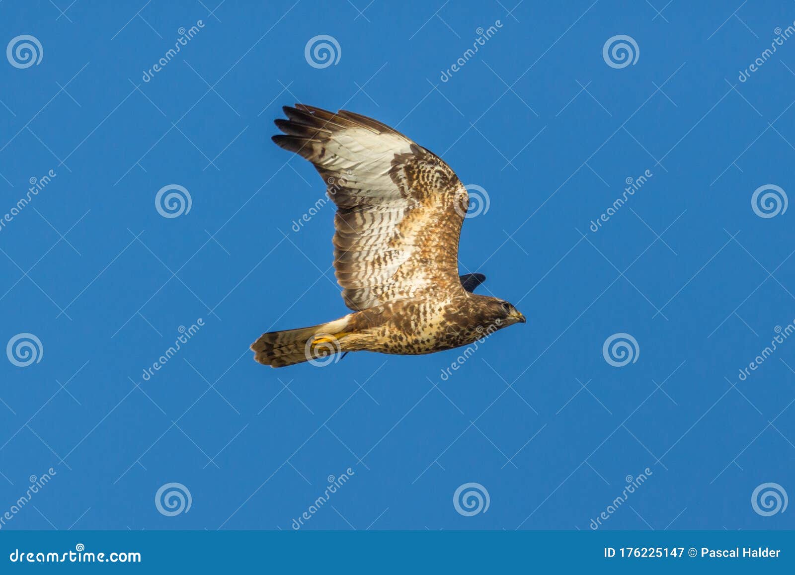 Side View Common Buzzard Buteo Buteo in Flight in Blue Sky Stock Image ...