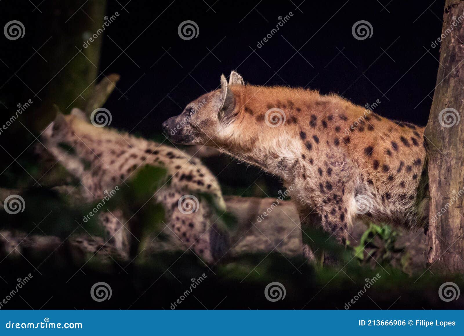 Side view of one hyena stock photo. Image of ears, carnivore - 213666906