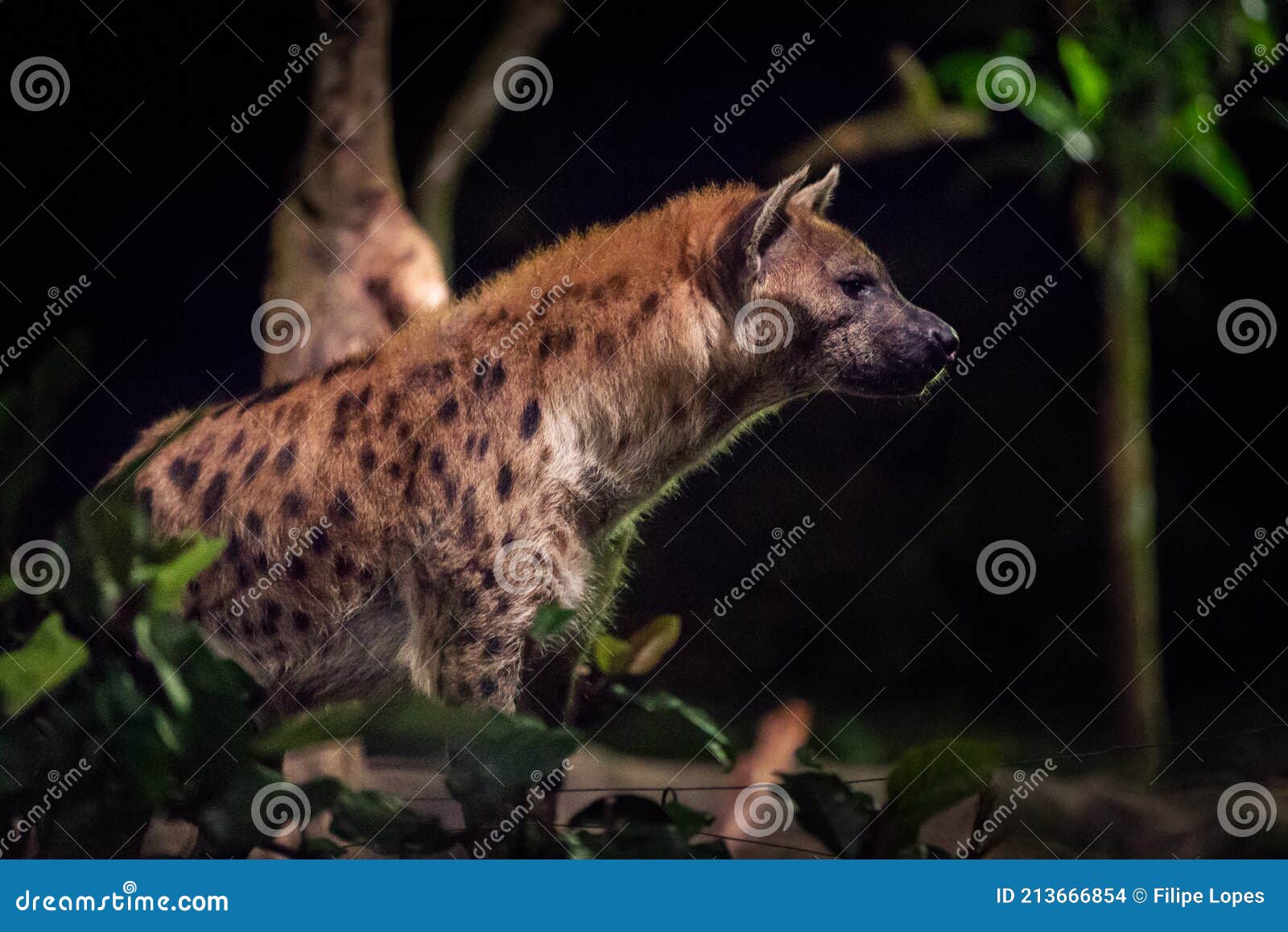Side view of one hyena stock photo. Image of horizontal - 213666854