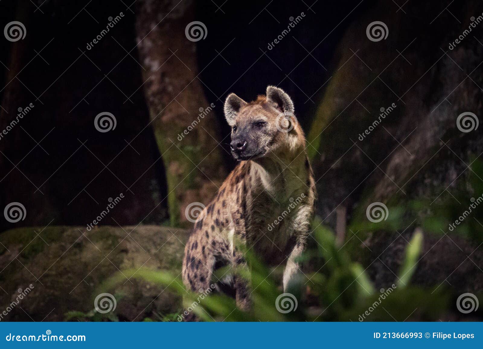 Side view of one hyena stock image. Image of people - 213666993