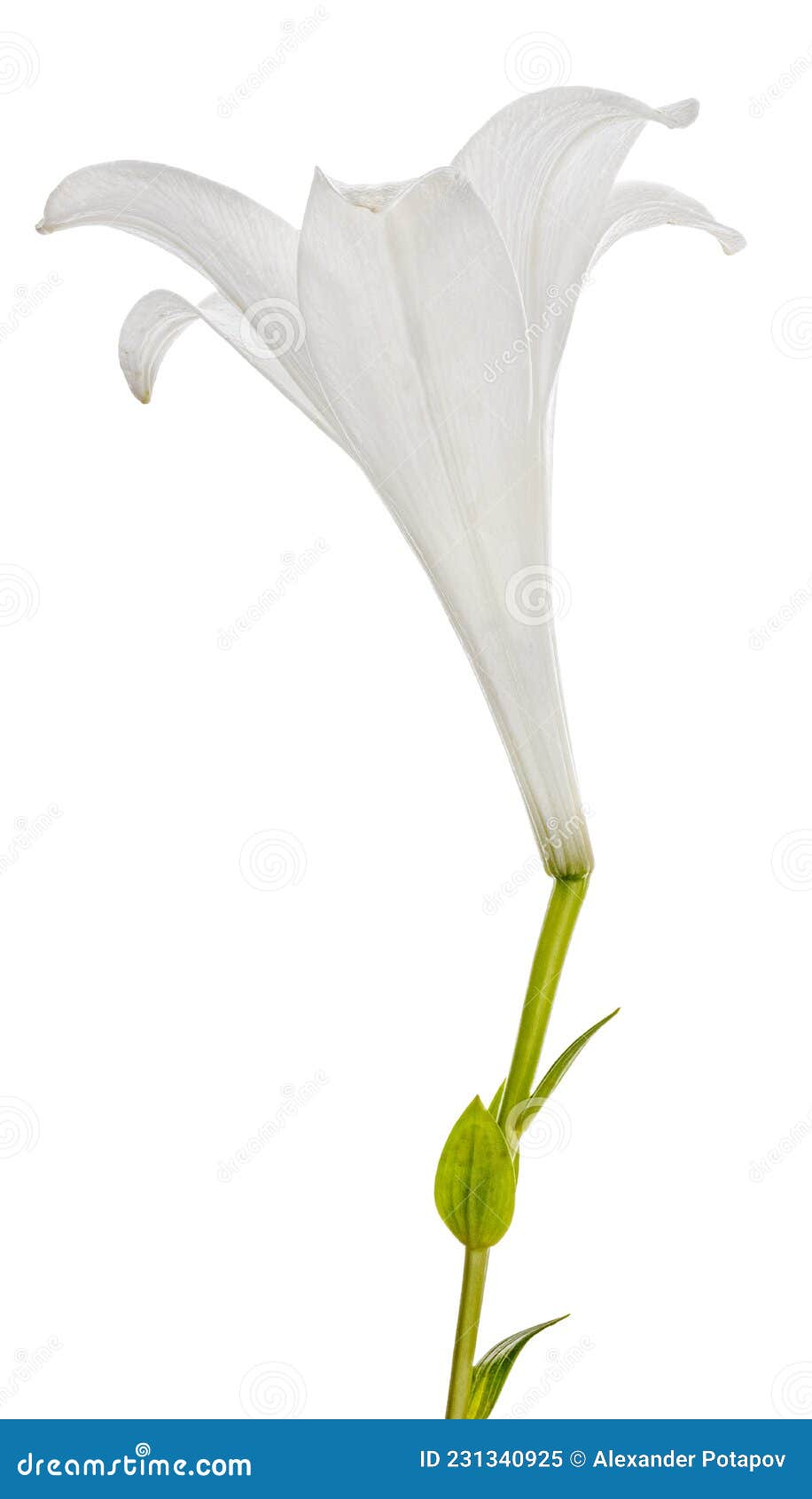 Side View of One Pure Fine White Lily Bloom Stock Image - Image of ...