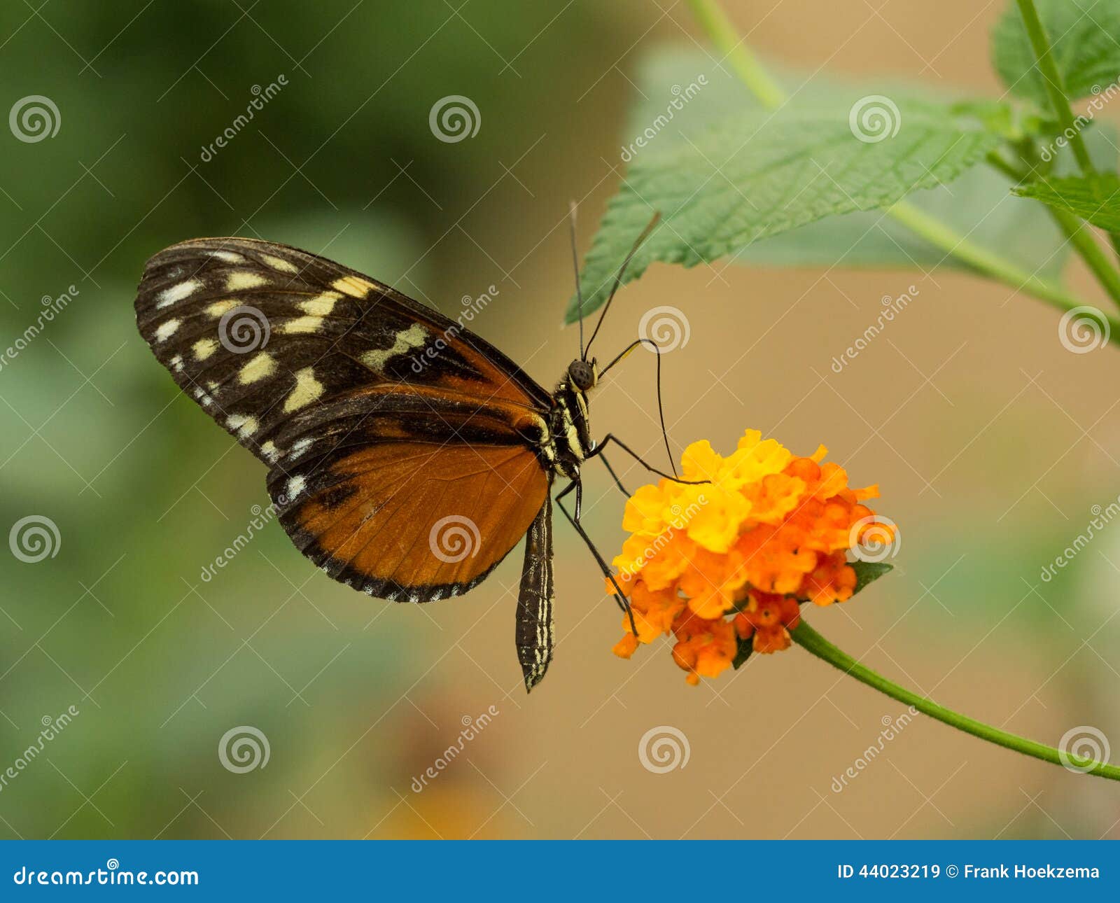 Side View of Orange and Yellow Spotted Butterfly Stock Image - Image of ...