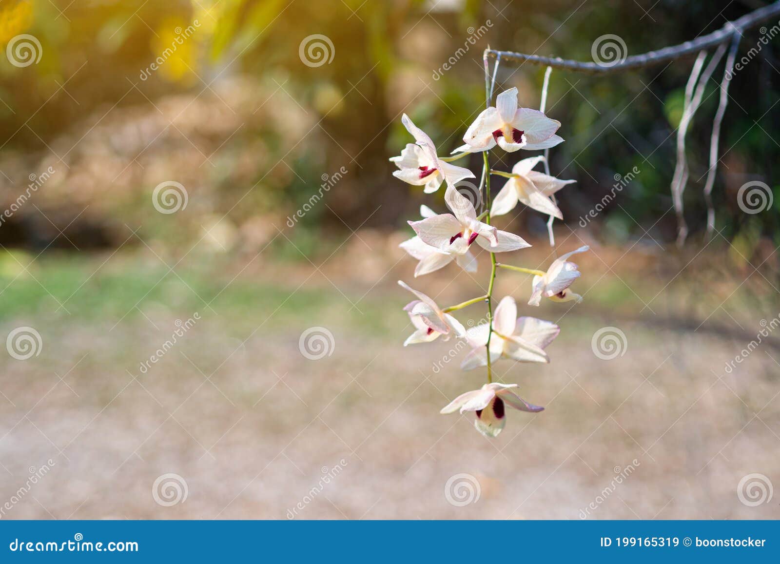 Side View of Orchids Flower are Blooming Hanging on Tree in Garden ...