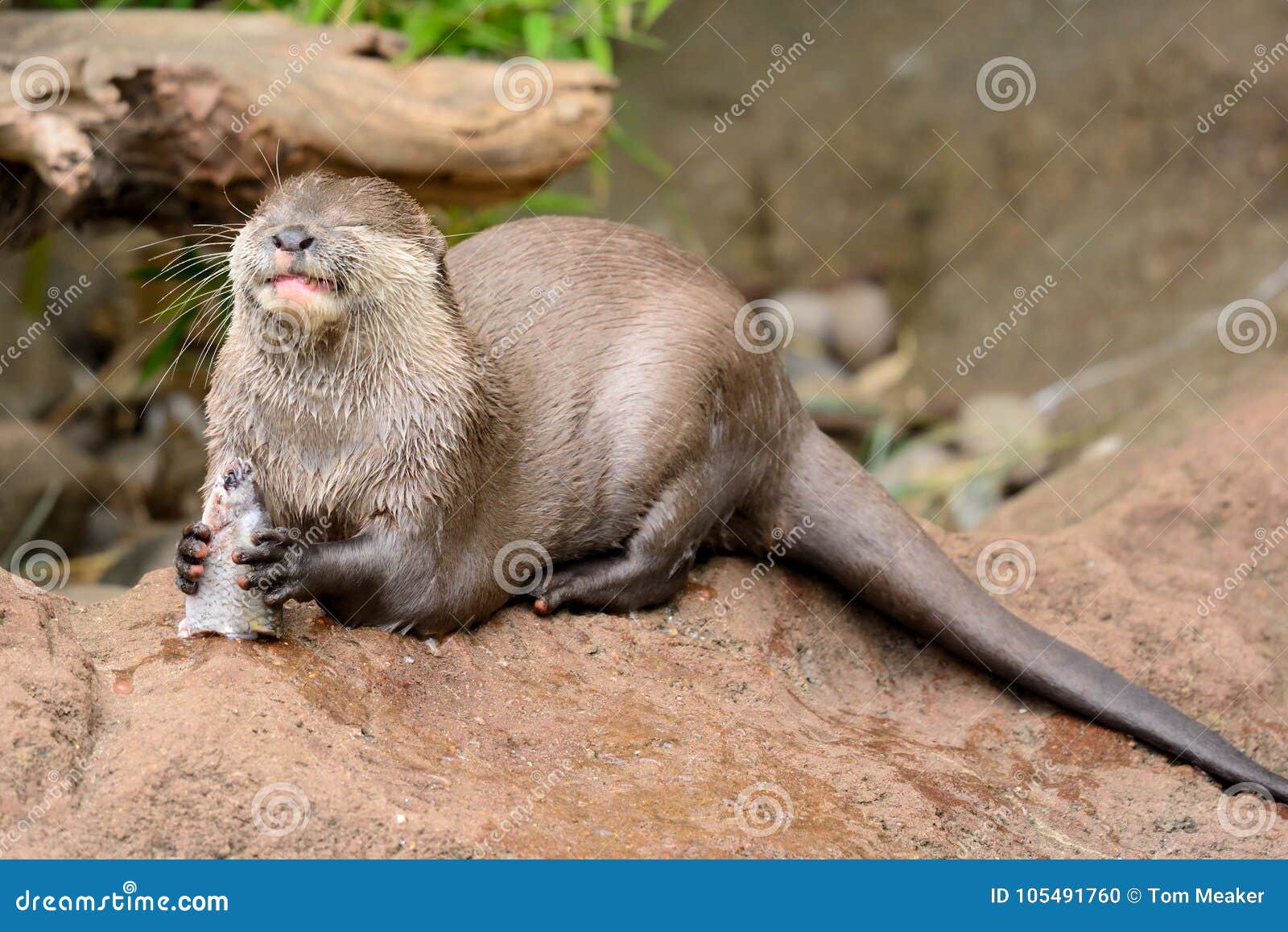 Otter eating a fish stock photo. Image of wild, natural - 105491760