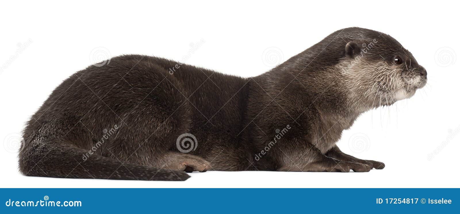 Side View Of Oriental Small-clawed Otter Royalty Free Stock Photography ...