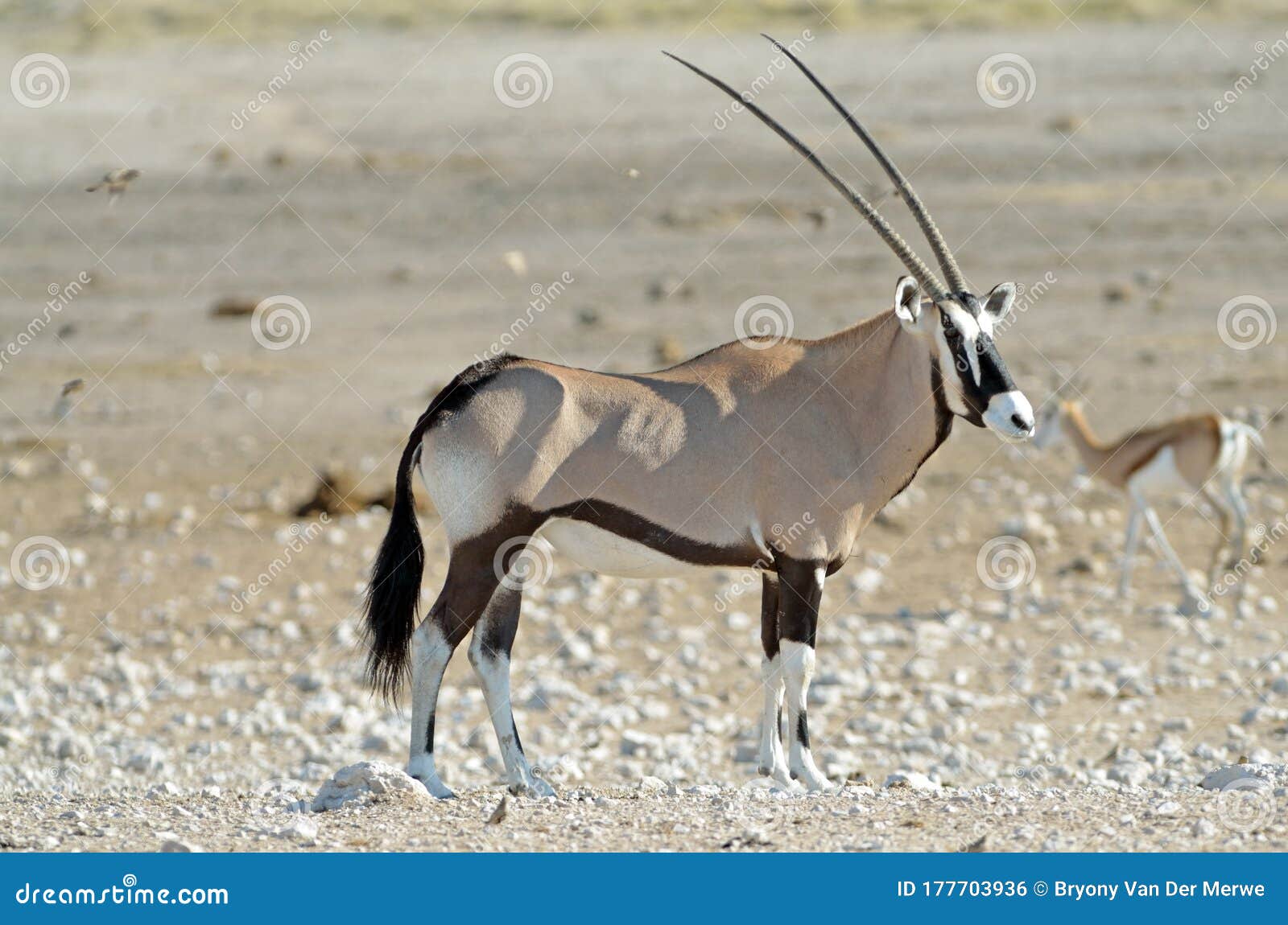 Side View of Oryx Gemsbok, Etosha Stock Photo - Image of wildlife ...