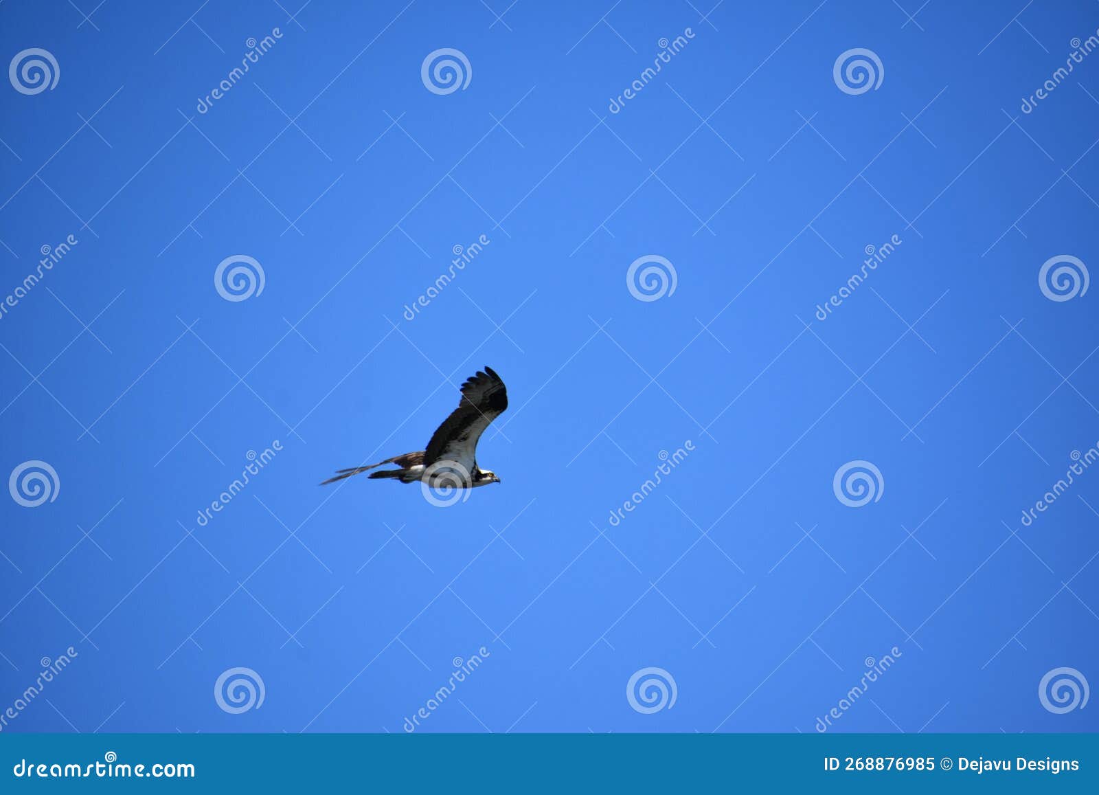 Side View of an Osprey Bird in Flight Stock Image - Image of predator ...