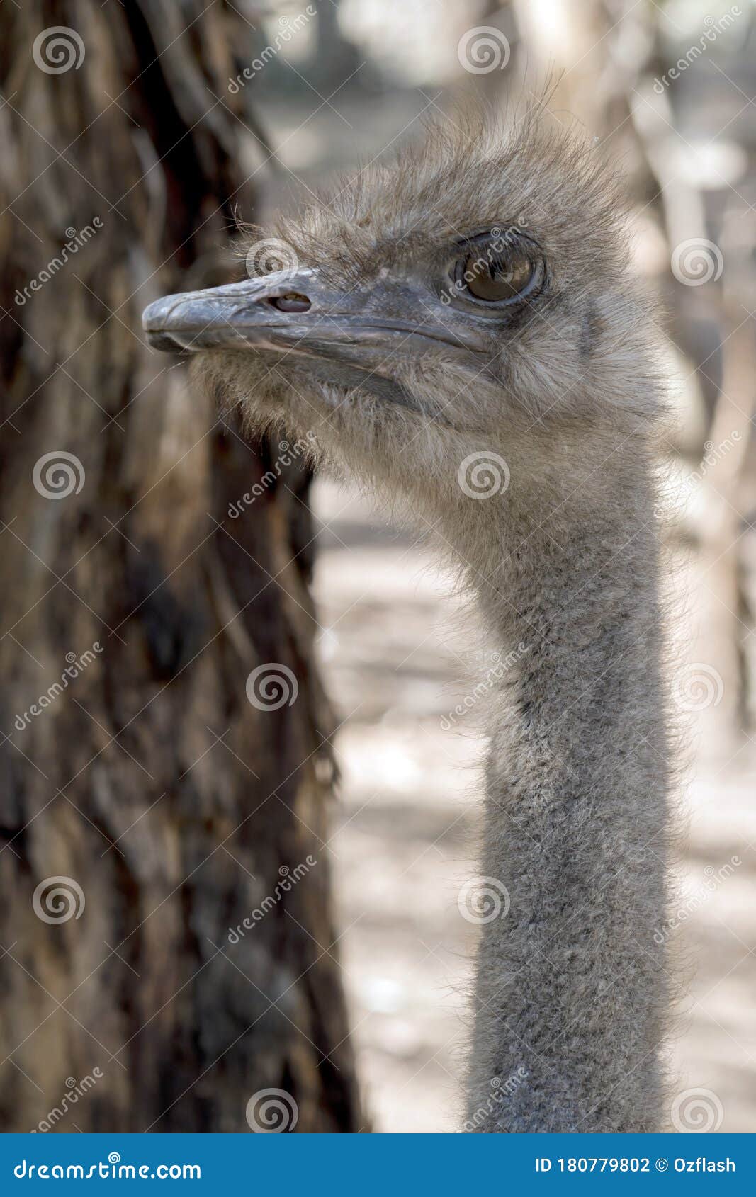 This is a Side View of an Ostrich Stock Photo - Image of astonishment ...