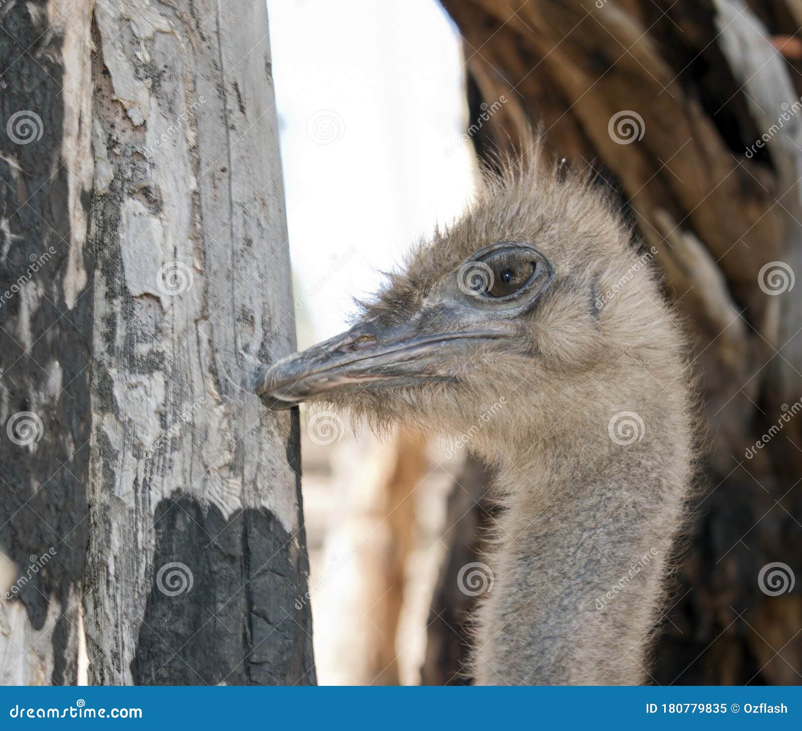 This is a Side View of an Ostrich Stock Image - Image of glance, fauna ...